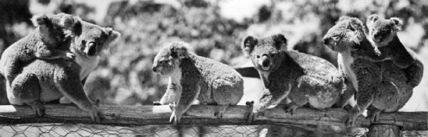 Save our koala – in 1927! - Stories from the Archives