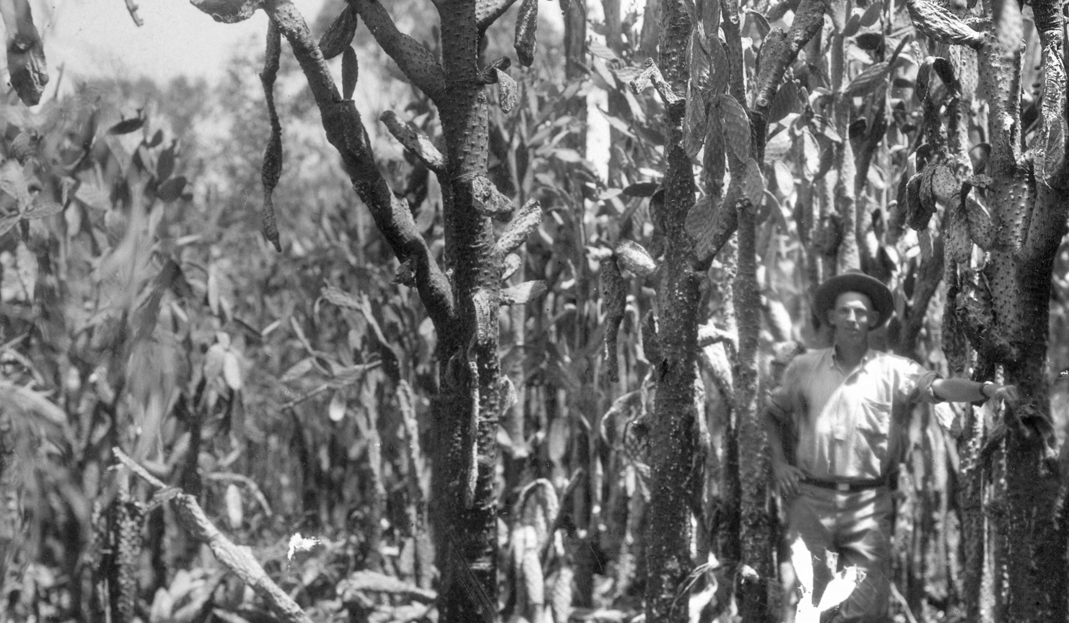 The Prickly Pear problem - Stories from the Archives