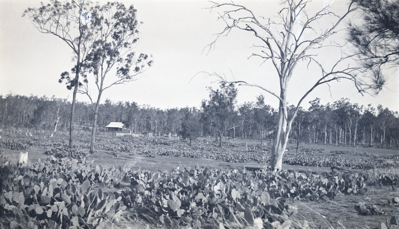 The Prickly Pear problem - Stories from the Archives